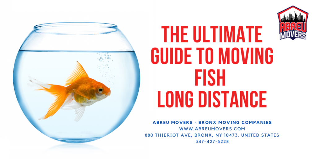 The Ultimate Guide To Moving Fish Long Distance - Abreu Movers